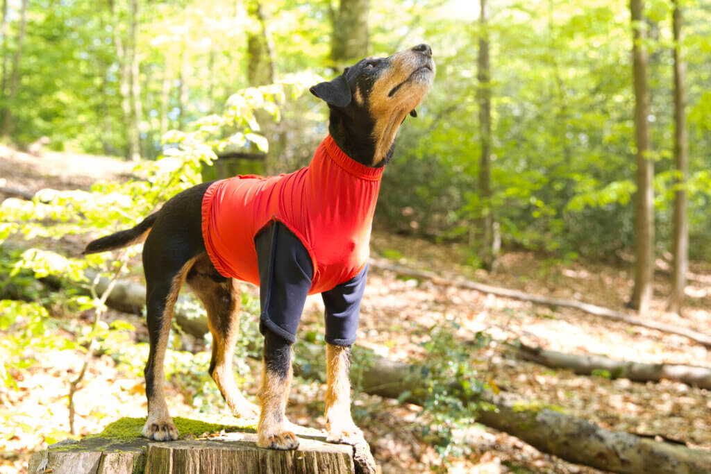 Ausrüstung für den Hund | Aduro Jagd und Hund GmbH
